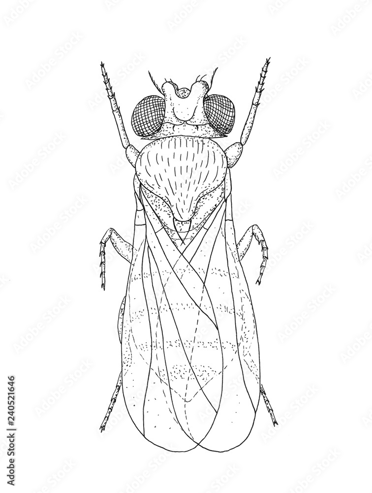 Fruit fly. Black outline illustration. Stock Illustration | Adobe Stock