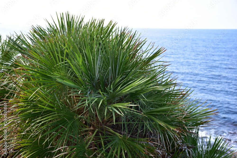 palma nana,pianta mediterranea spontanea che cresce lungo le coste ...