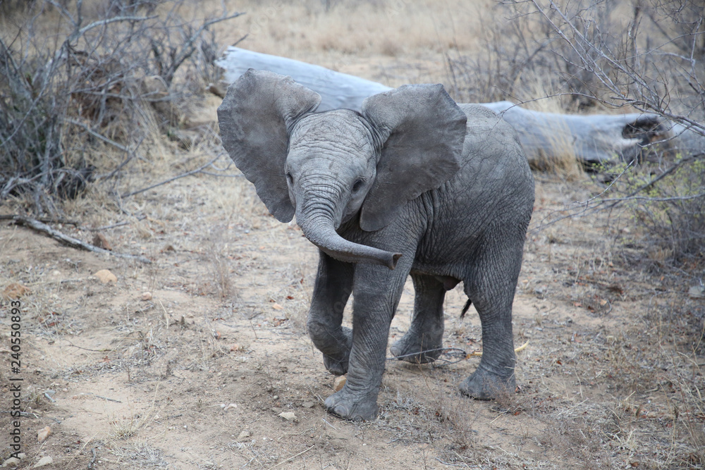 Baby African Bush Elephant