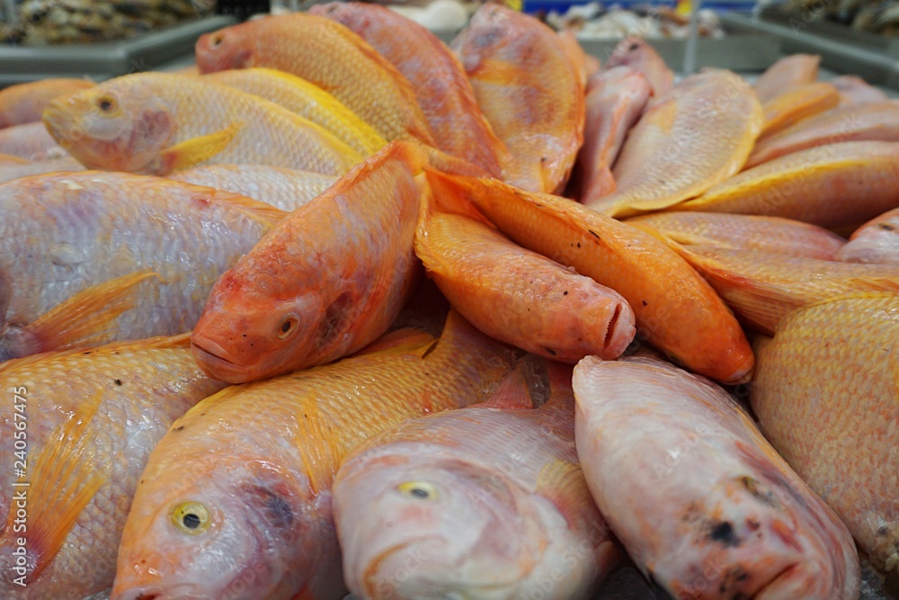 Red Tilapia fishes are frozen in the ice for selling in fresh food ...