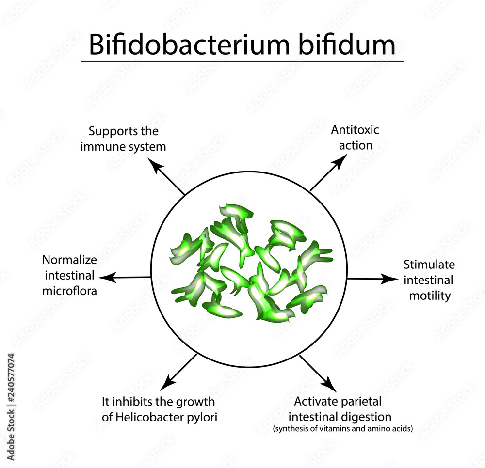 Bifidobacterium Bifidobacterium
