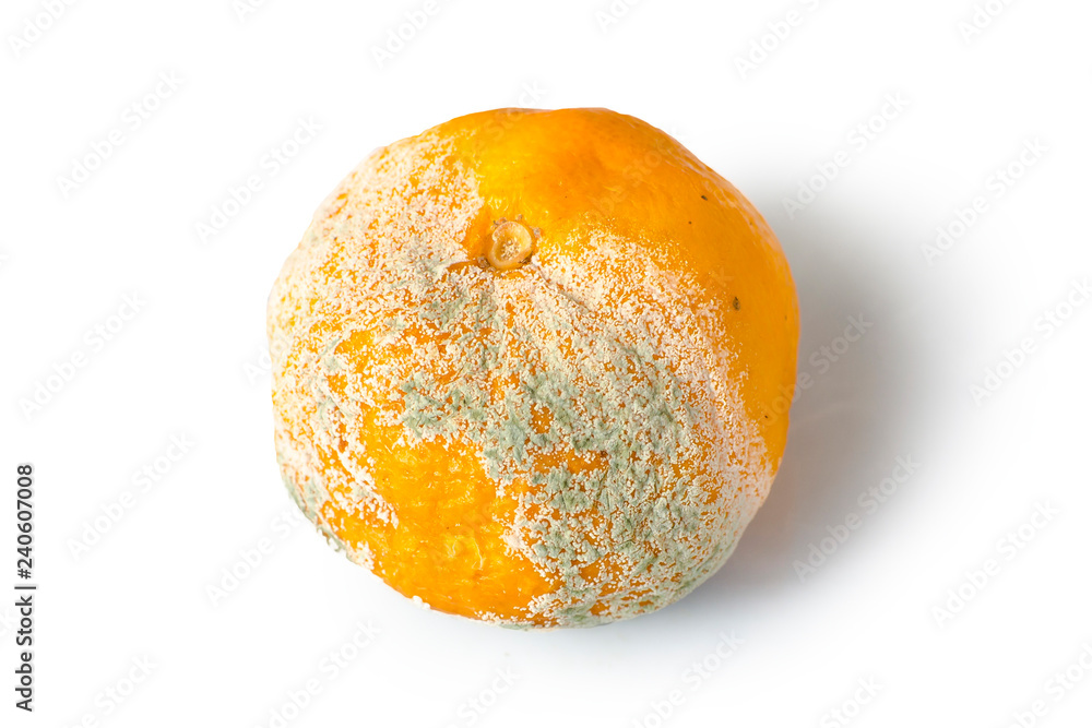 Penicillium Fungi On Fruit