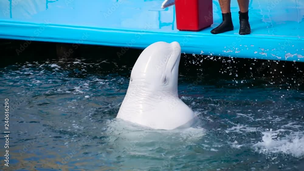 A beautiful, trained white whale emerges from the water in an outdoor ...