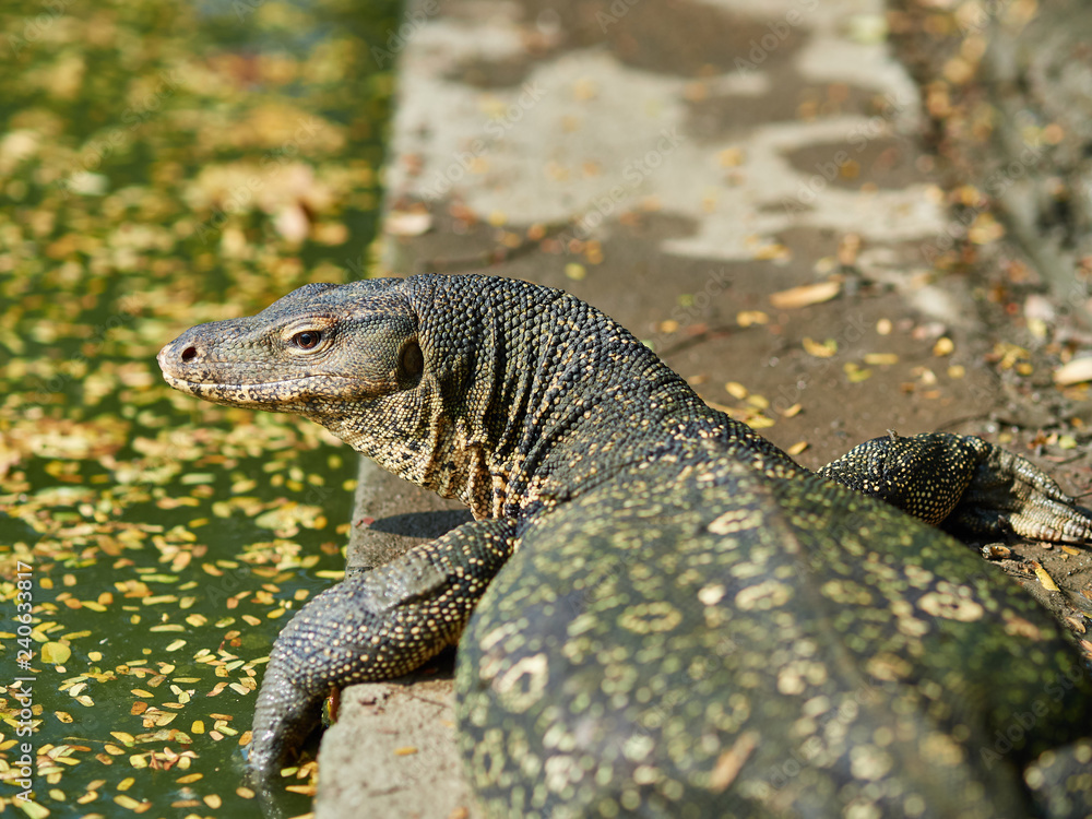 Massive Asian water monitor lizard spotted in Lumpini Park in Bangkok ...