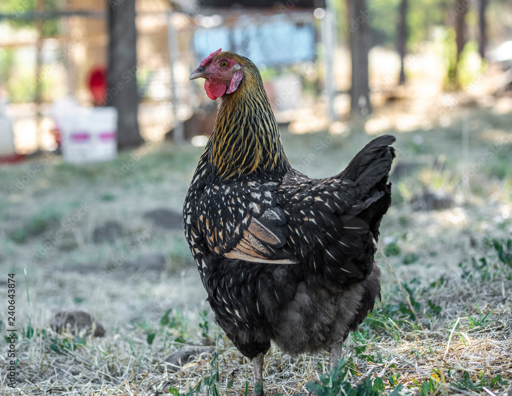 Golden Laced Wyandotte Pullets