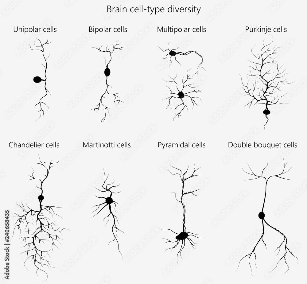 Simple illustration of morphological diversity of neurons in the brain ...