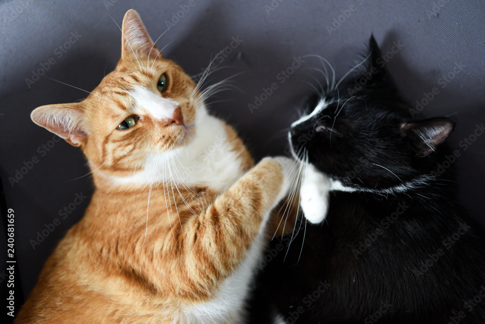 Two cats cuddling together on a chair at home. Stock Photo | Adobe Stock