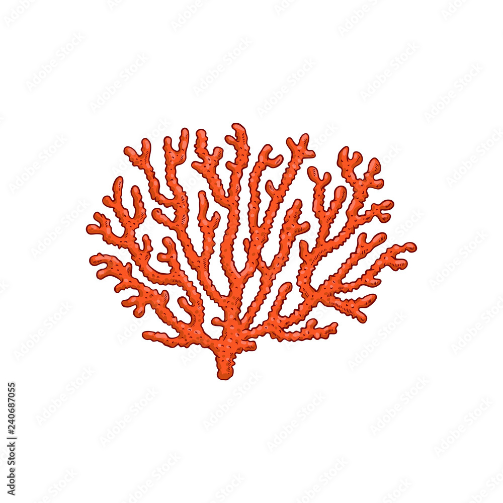 Red Coral Drawing