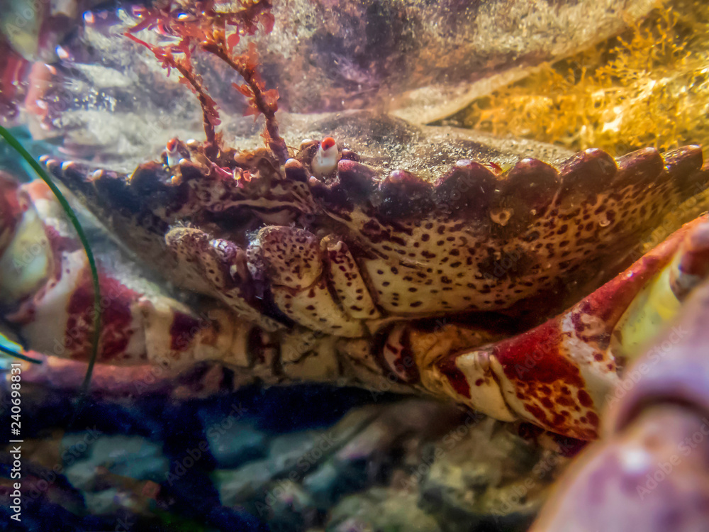 Pacific Rock Crab