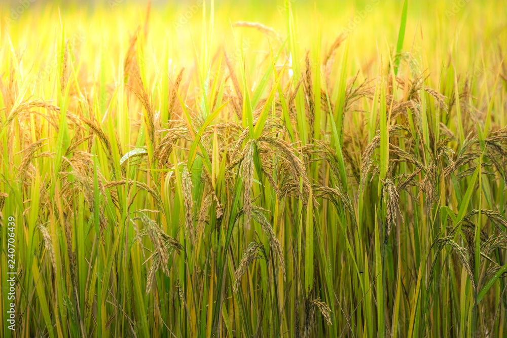 Rice Paddy Close Up