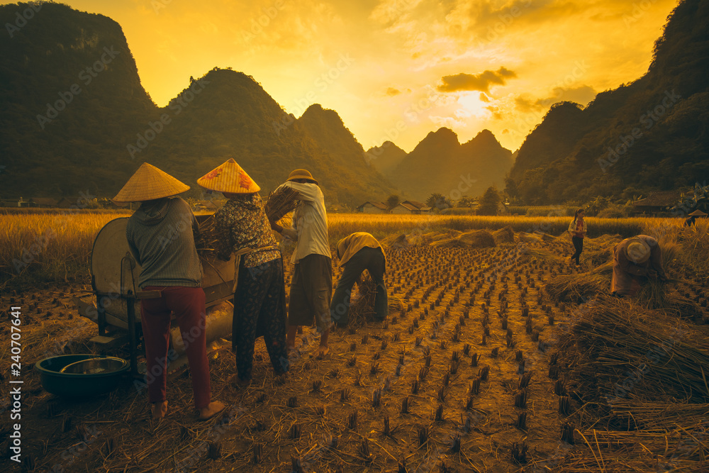 Cao Bang, Vietnam 10-2018: Harvest season. Group of farmers harvesting ...