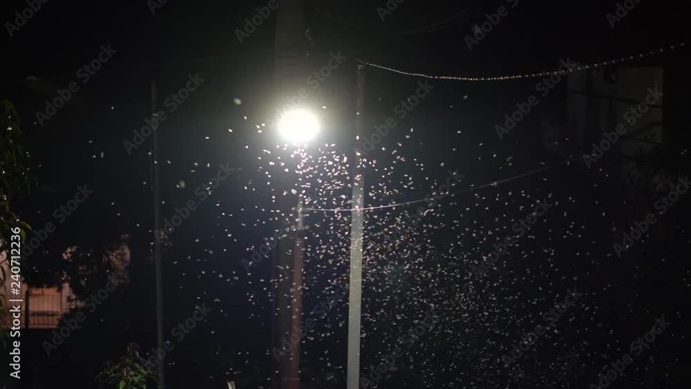 Crowded flying termites around the bright street light at night after ...