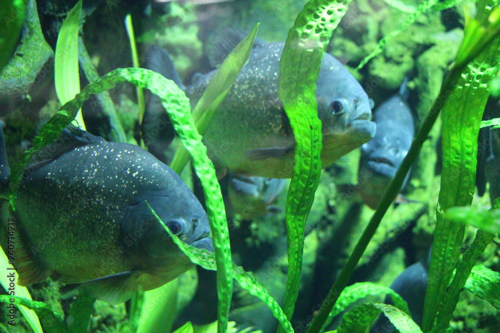 View on red-bellied piranha, also known as the red piranha (Pygocentrus ...