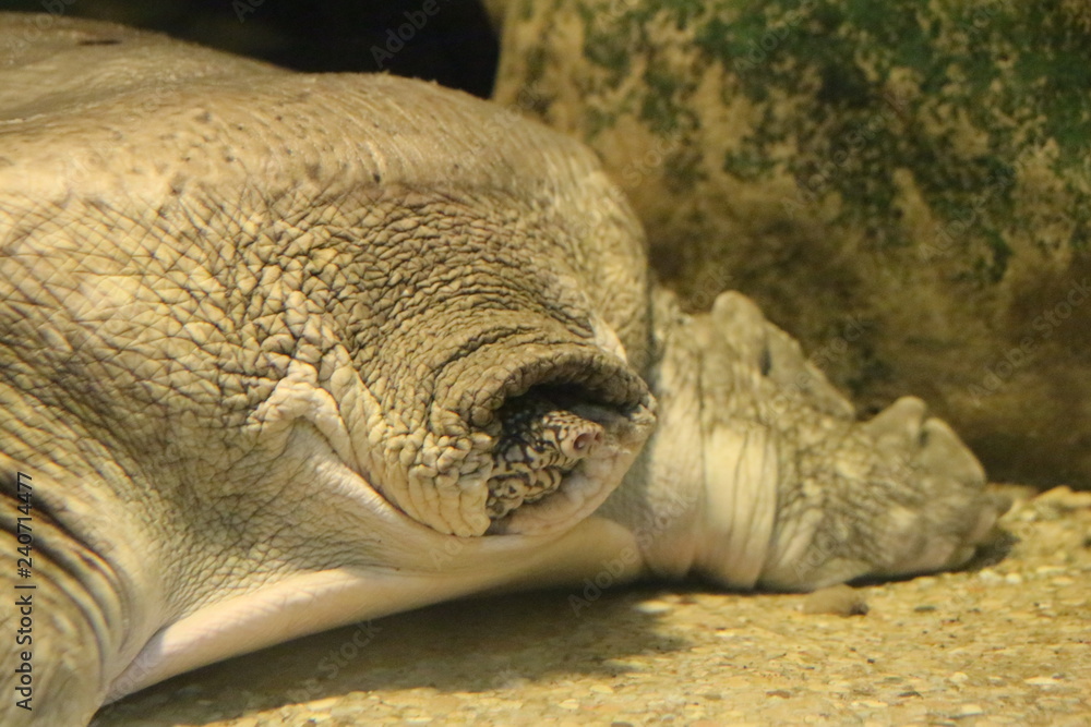 View on African softshell turtle or Nile softshell turtle (Trionyx ...