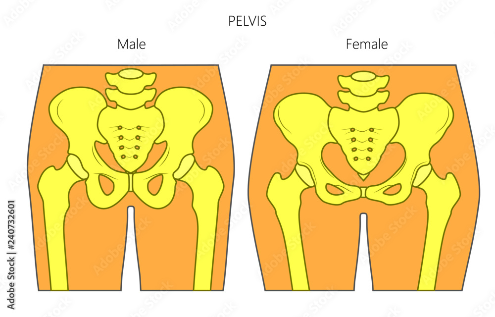 Vector Illustration Of A Human Pelvis Difference In Anatomy Of Male