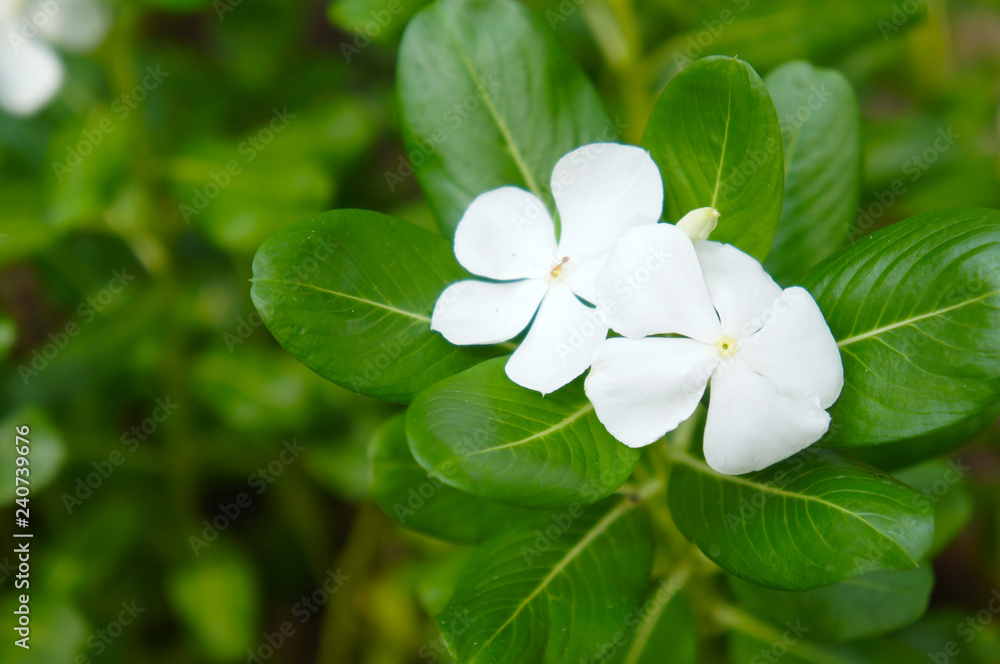 White Periwinkle Flower