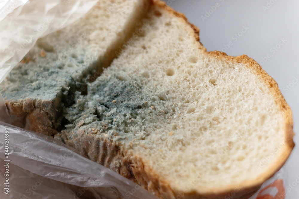 Moldy White Bread
