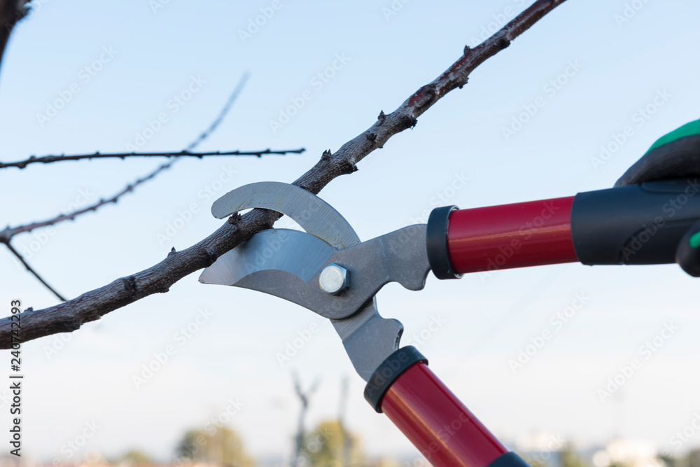 Persona corta la rama con la tijera de podar Stock Photo | Adobe Stock