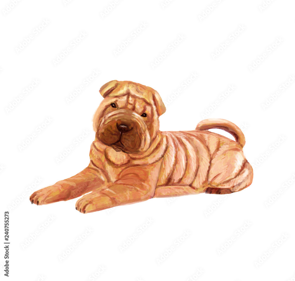Photo & Art Print Artistic drawing of a Chinese Shar Pei. Digital art ...