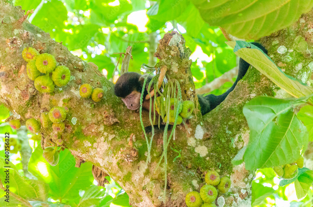 Capuchin monkeys. On top of a figs tree looking down. On a jungle trail ...