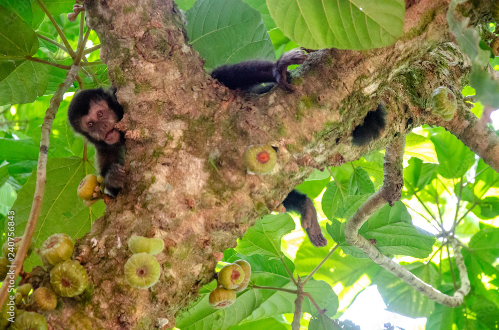 Capuchin monkeys. On top of a figs tree looking down. On a jungle trail ...