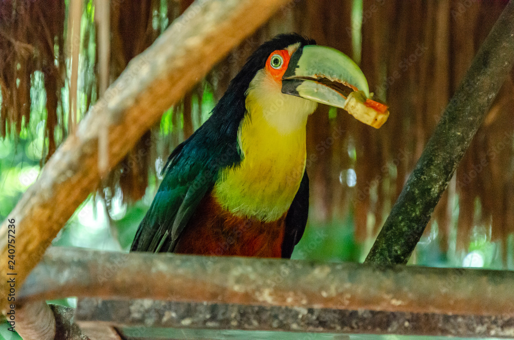 Rare Toucan