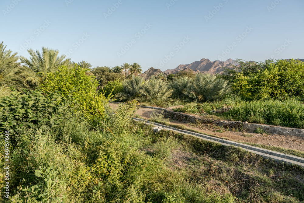 Farm with falaj irrigation system in Hatta, an enclave of Dubai in the ...