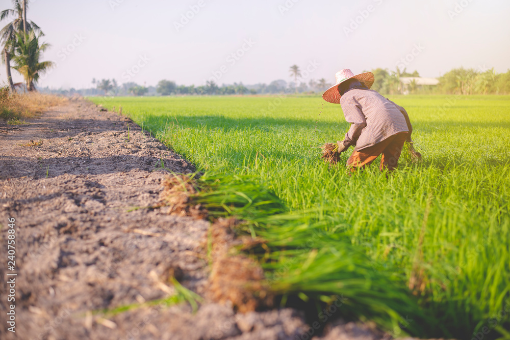 Farmer planting of the rice season, be prepared for planting,Asian ...
