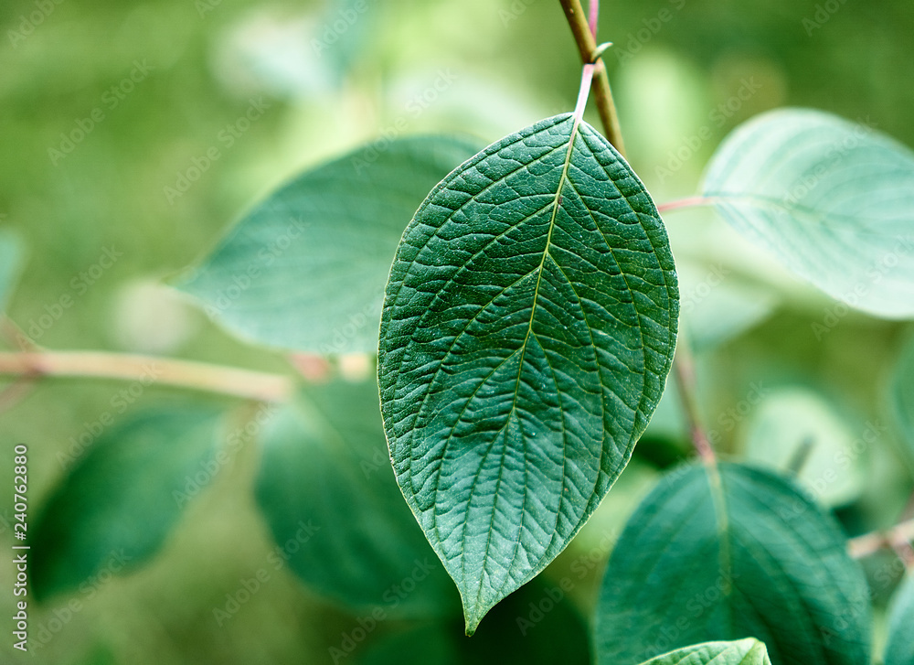 Green leaves background. Green leaves color tone dark in the morning ...