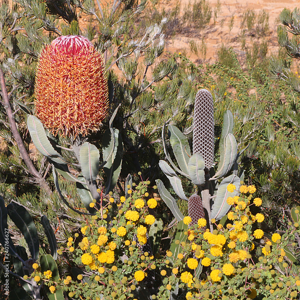 Orange flower cone of Banksia menziesii and yellow flowering wattle ...