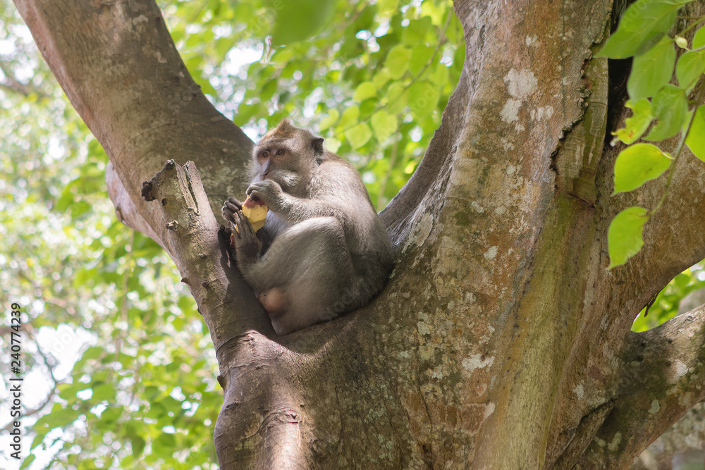 Long-Tailed Monkey Eating a Sweet Potato in the Sacred Monkey Forest in ...