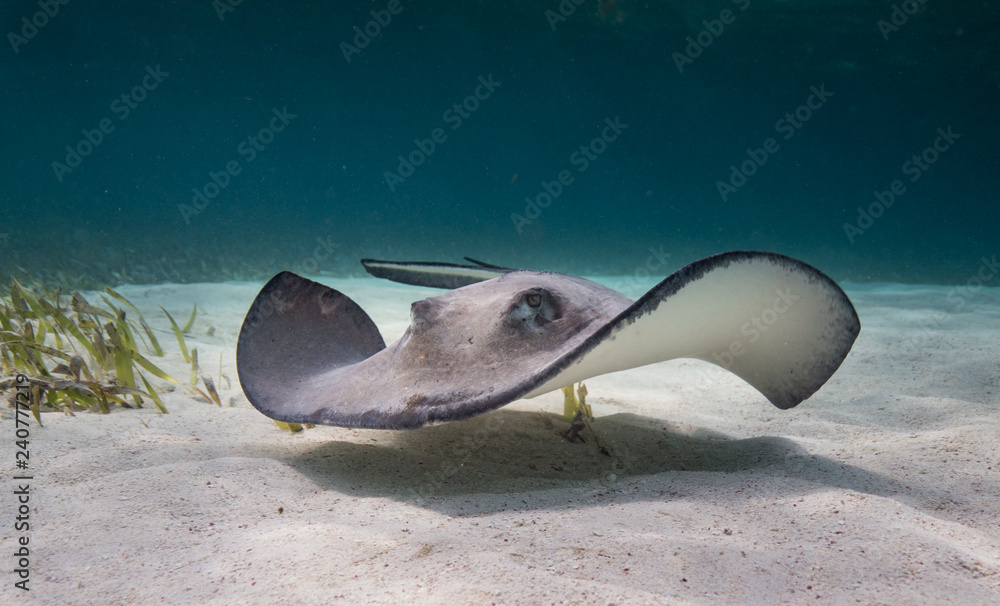 Shark Ray Alley Belize Stock Photo | Adobe Stock
