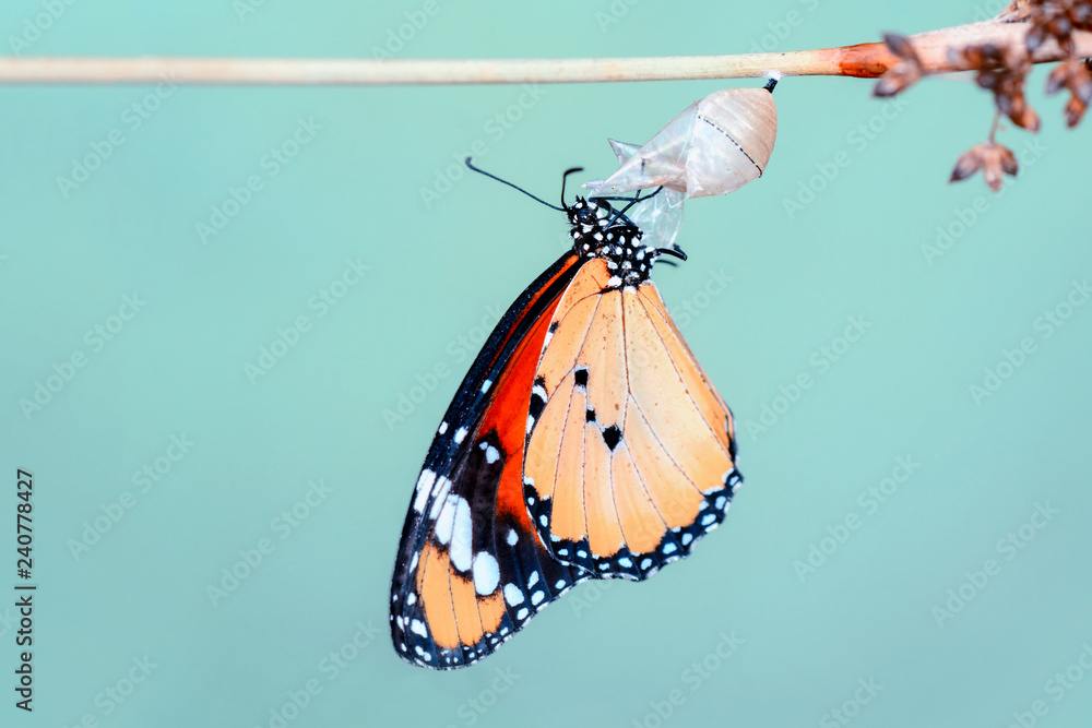Amazing moment ,Monarch butterfly emerging from its chrysalis Stock ...