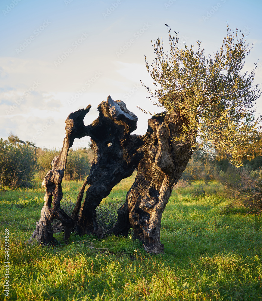 Magnificent old olive tree that resurrects after the destruction of a ...