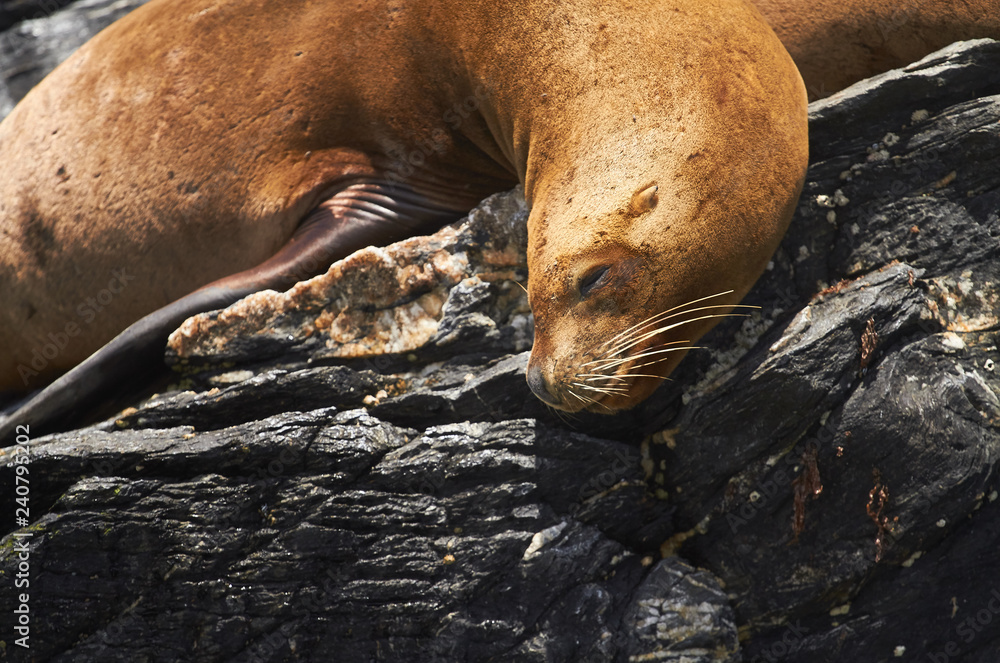 Sea Wolf in the islands sequence of photos Stock Photo | Adobe Stock