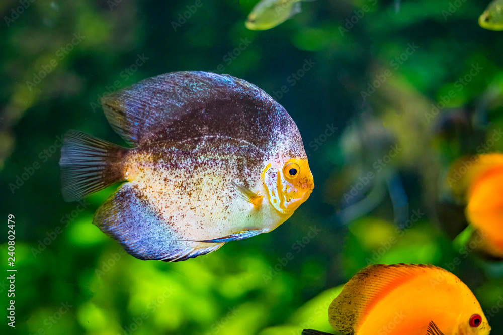 Symphysodon, known as discus, is a genus of cichlids native to the ...