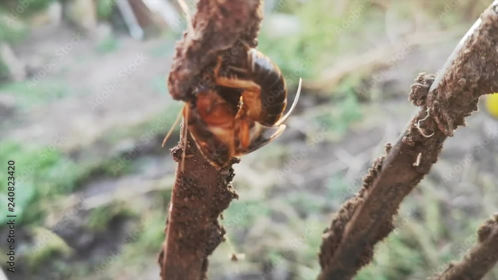 Hideous insect like bear at sunset in rays of sun. Mole cricket ...
