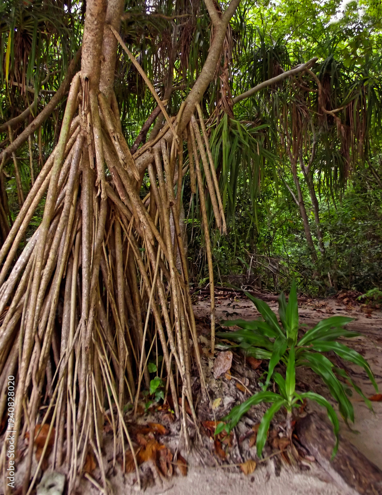 Aerial prop roots of pandanus tree also known as pandan or screw pine ...