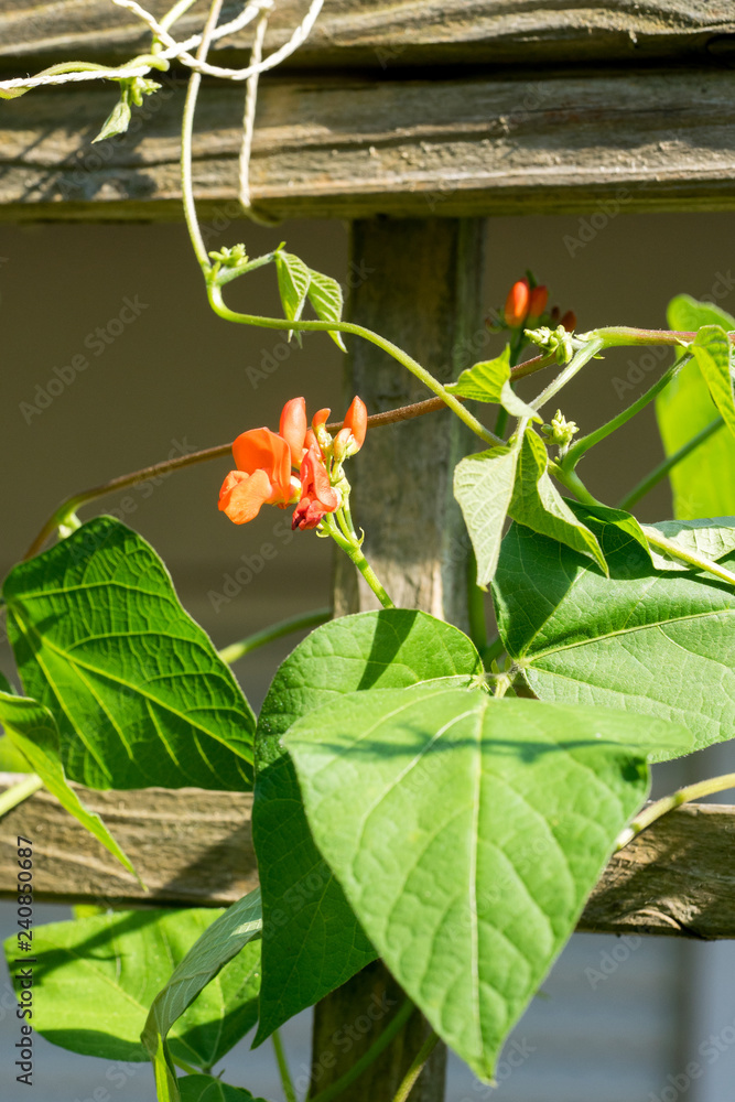 Runner bean plant (Phaseolus coccineus) growing on garden fence Stock ...