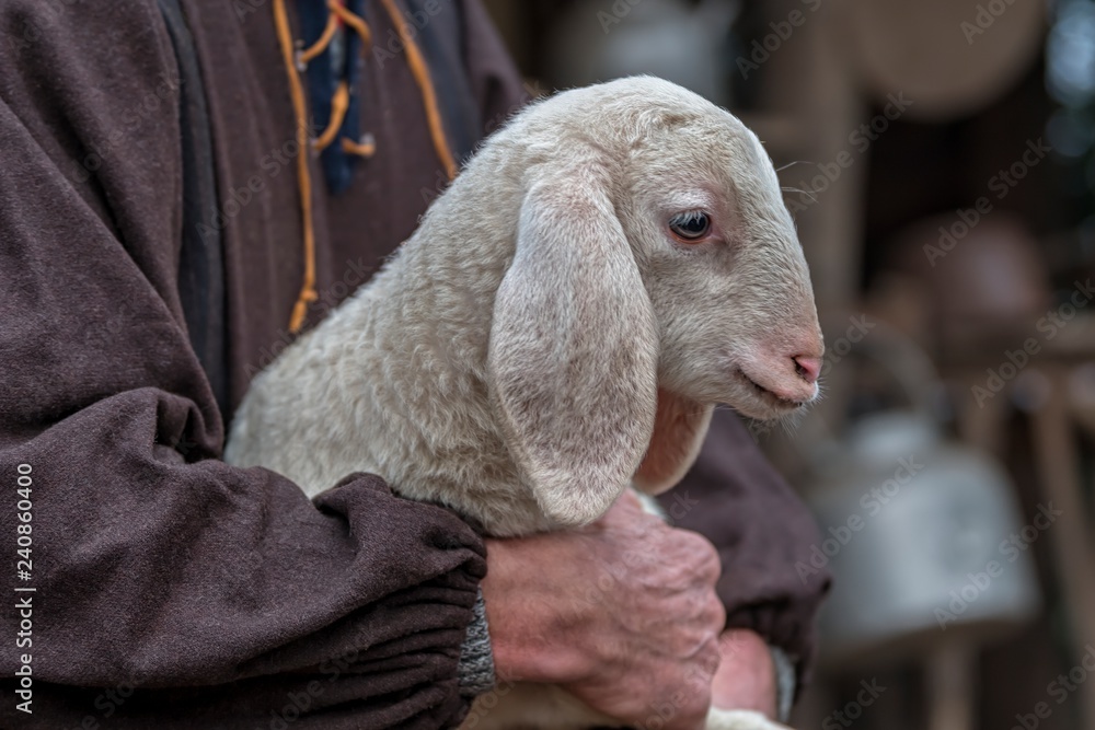 lamb with sheperd Stock Photo | Adobe Stock
