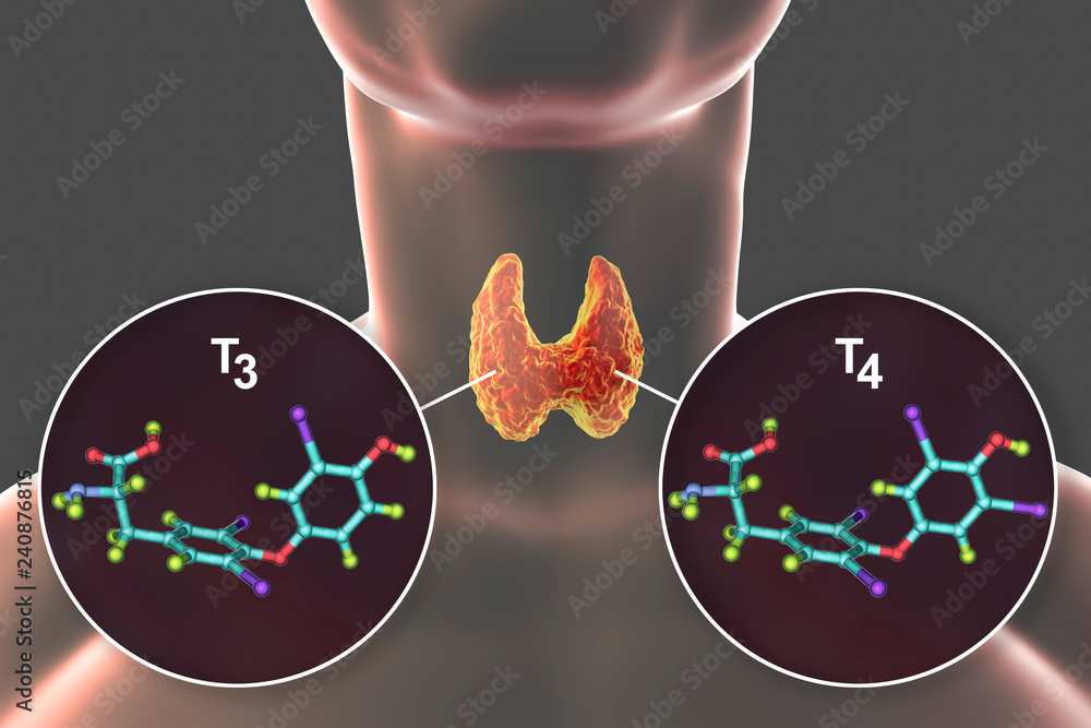 Molecules of thyroid hormones T3 and T4. Triiodothyronine and thyroxine, 3D illustration Stock ...