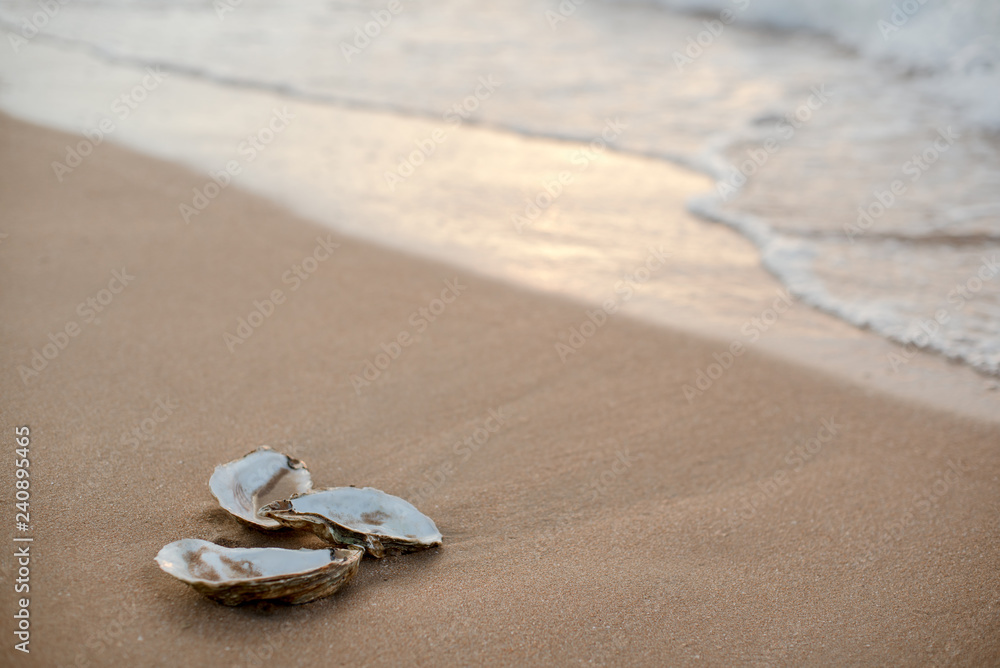 Foto de Oyster shells on the surf line with sand on the sea beach, as a ...