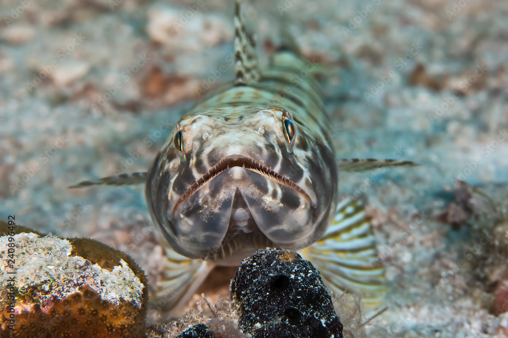 Lizard Fish (aka Sand Diver), (Synodontidae) on the reefs of Bonaire ...