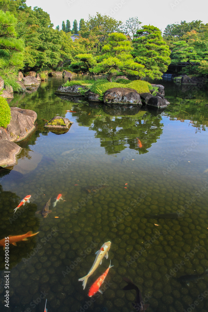 Nishikigoi fish at a lake in a japanese garden at Kyoto, Japan Stock ...