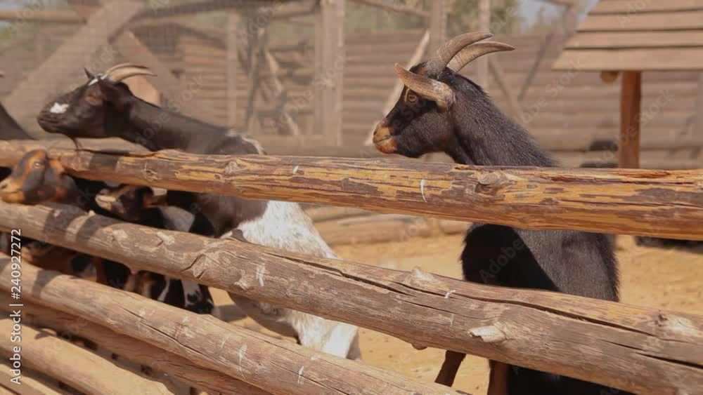 Goats in the aviary on the farm, goats look from behind the fence into ...