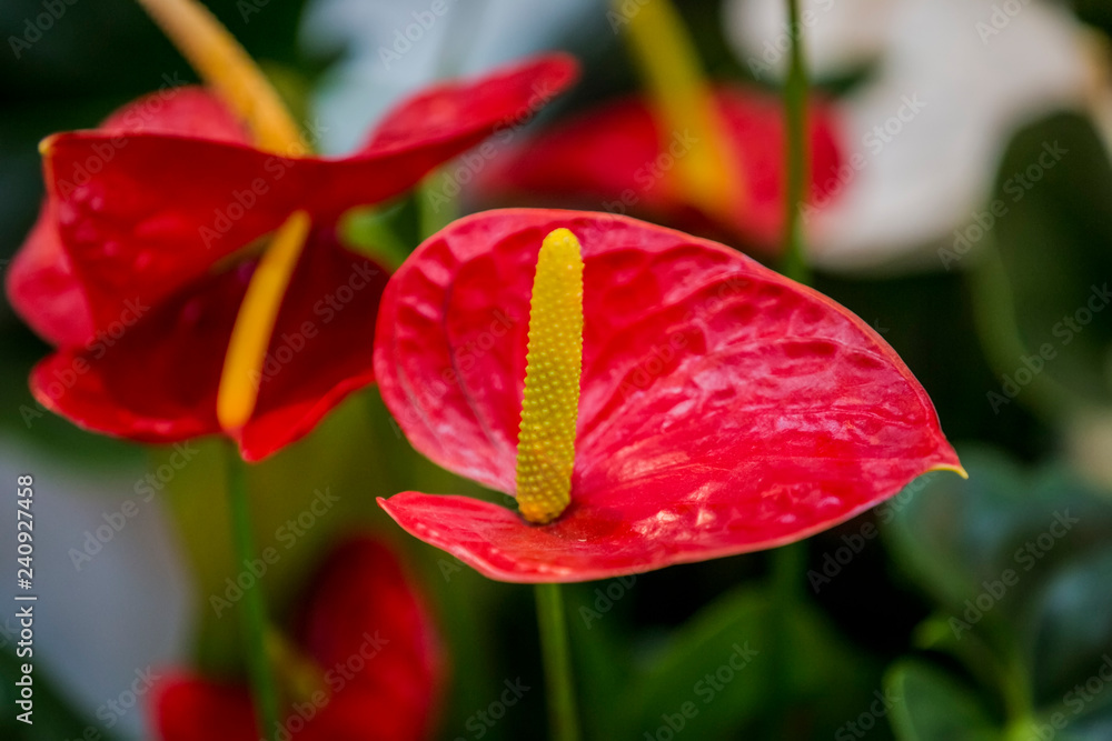 Anthuriums: The red, heart-shaped flower of Anthuriums is really a ...
