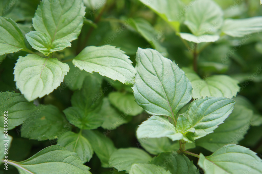 Orthosiphon Stamineus herb or java tee plant with flowers. Used as ...