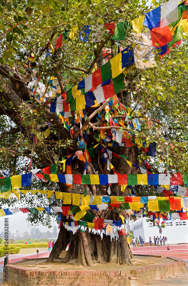 The Famous Bodhi Tree with Prayer Flags at Lumbini Garden, the Buddha ...