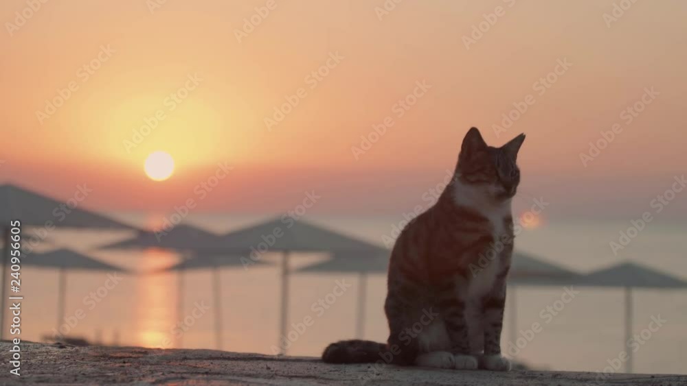 Cat sits on a beach at sunrise. Cat Sitting On The Seashore.The Cat ...