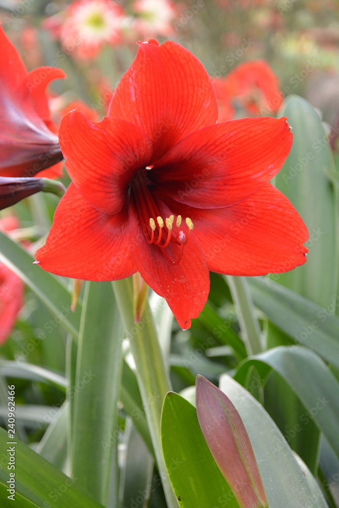 Red Lily Flowers
